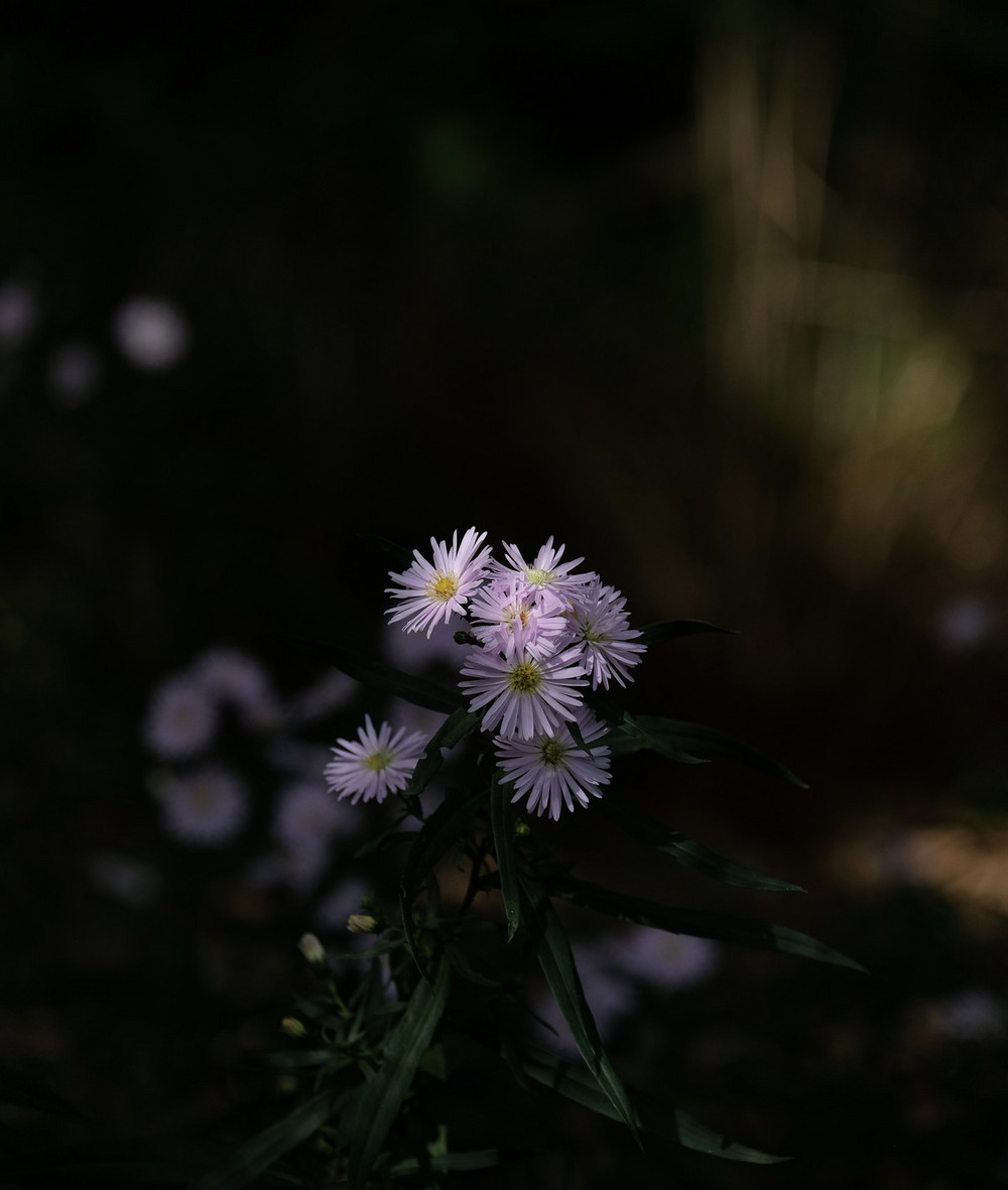 Autumn Musings & Knoll Gardens by Pauline Jones | Sitting Spiritually