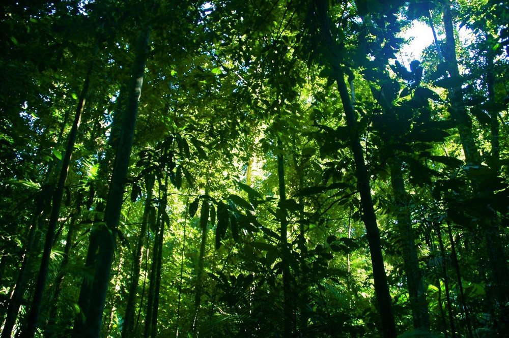 Creating Tomorrow's Forests by Dr Simone Webber Senior Ecology Editor ...