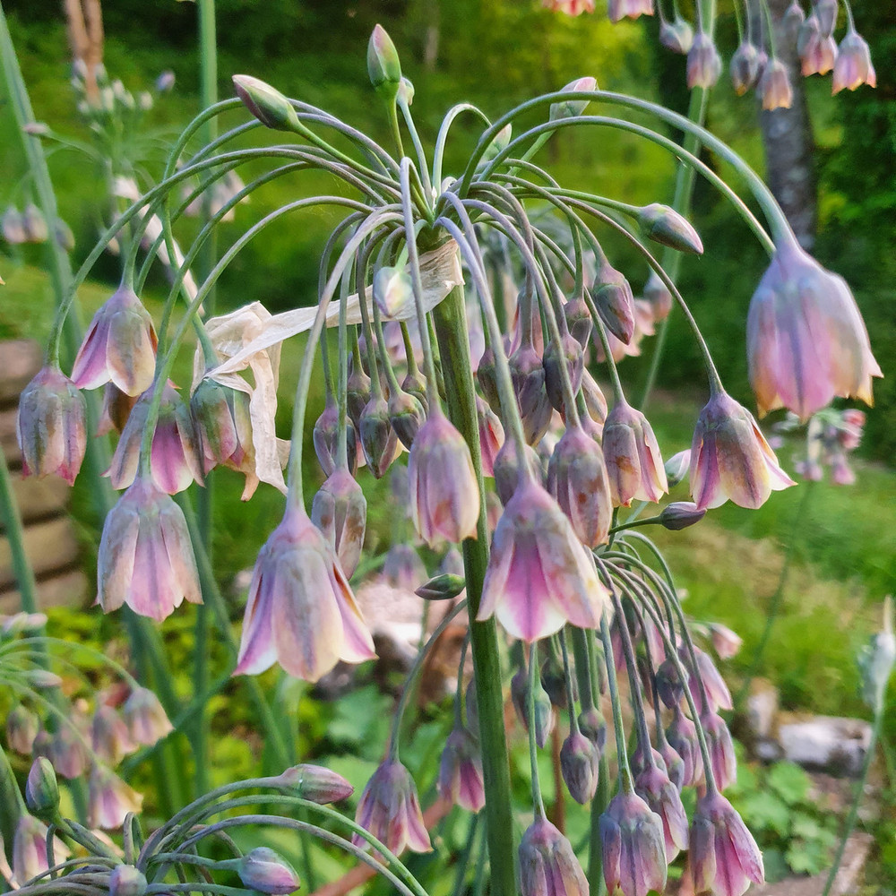 Looking to Spring 2021 with our bulb choices | Sitting Spiritually