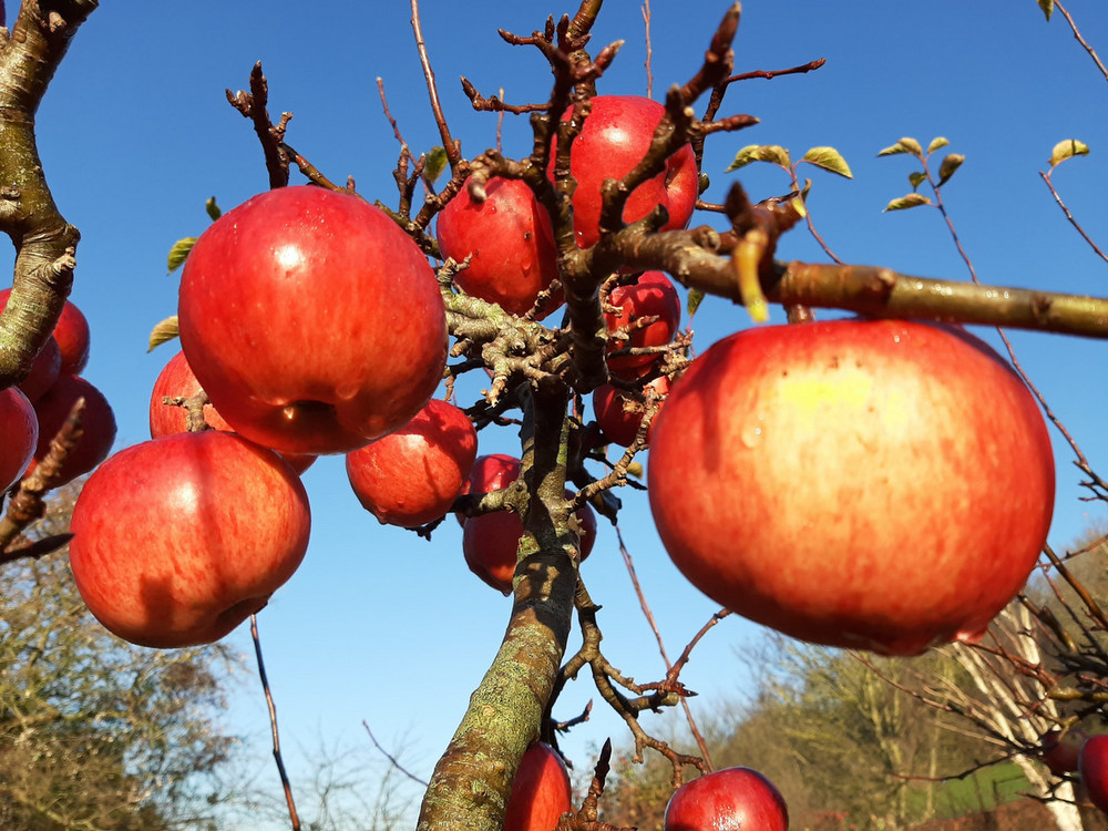 Pruning Deciduous Trees & Shrubs by Katherine Crouch