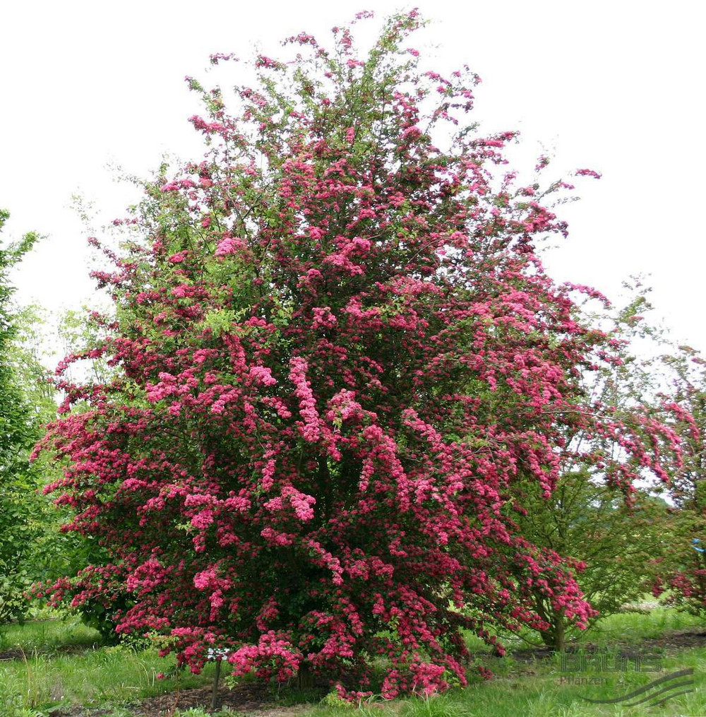 Top 10 Trees for the Garden | Sitting Spiritually