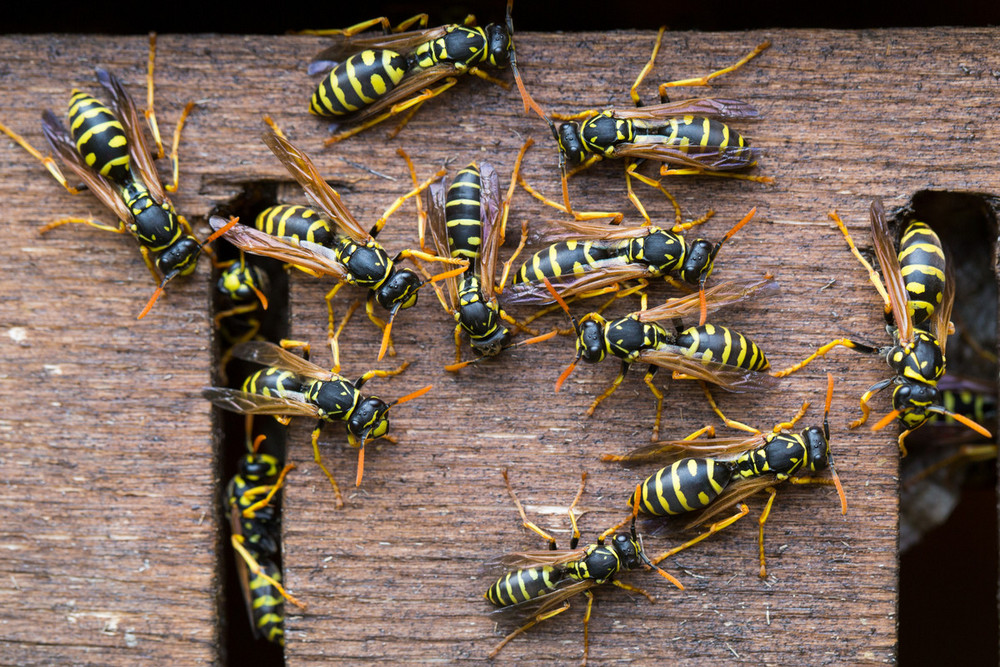Wasps....Friend or Foe of Your Swing Seat? | Sitting Spiritually