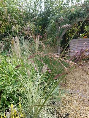 September in The Sitting Spiritually Garden | Sitting Spiritually